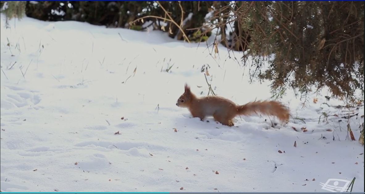 Les traces – La science et la technologie au primaire au CSSDM
